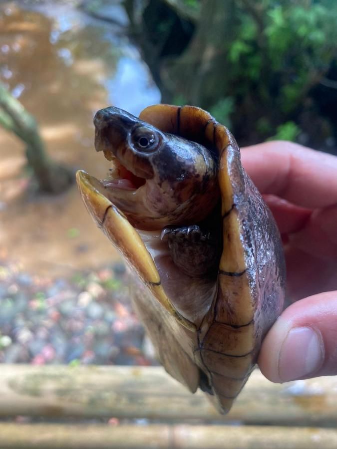 Tortugal Boutique River Lodge | Venue Report