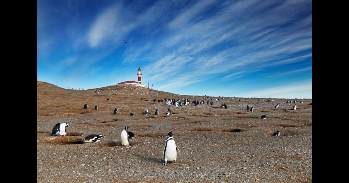 Guía de Punta Arenas | Turismo en Punta Arenas - KAYAK