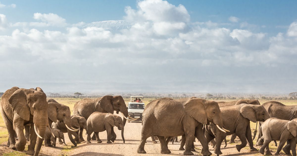 286€ Vols pas chers pour le Kenya - KAYAK