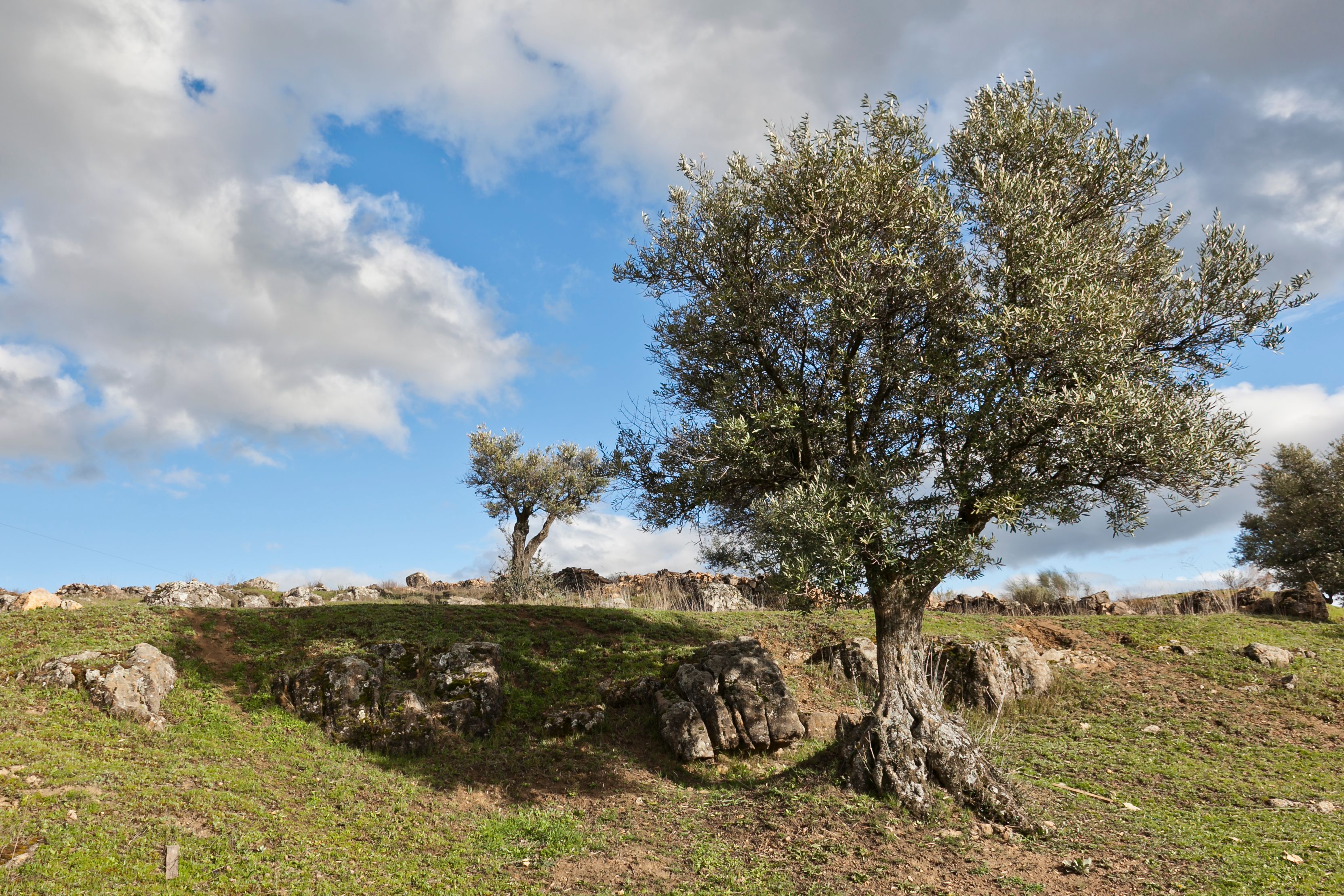 Guía de viaje El Molar | Turismo El Molar - KAYAK