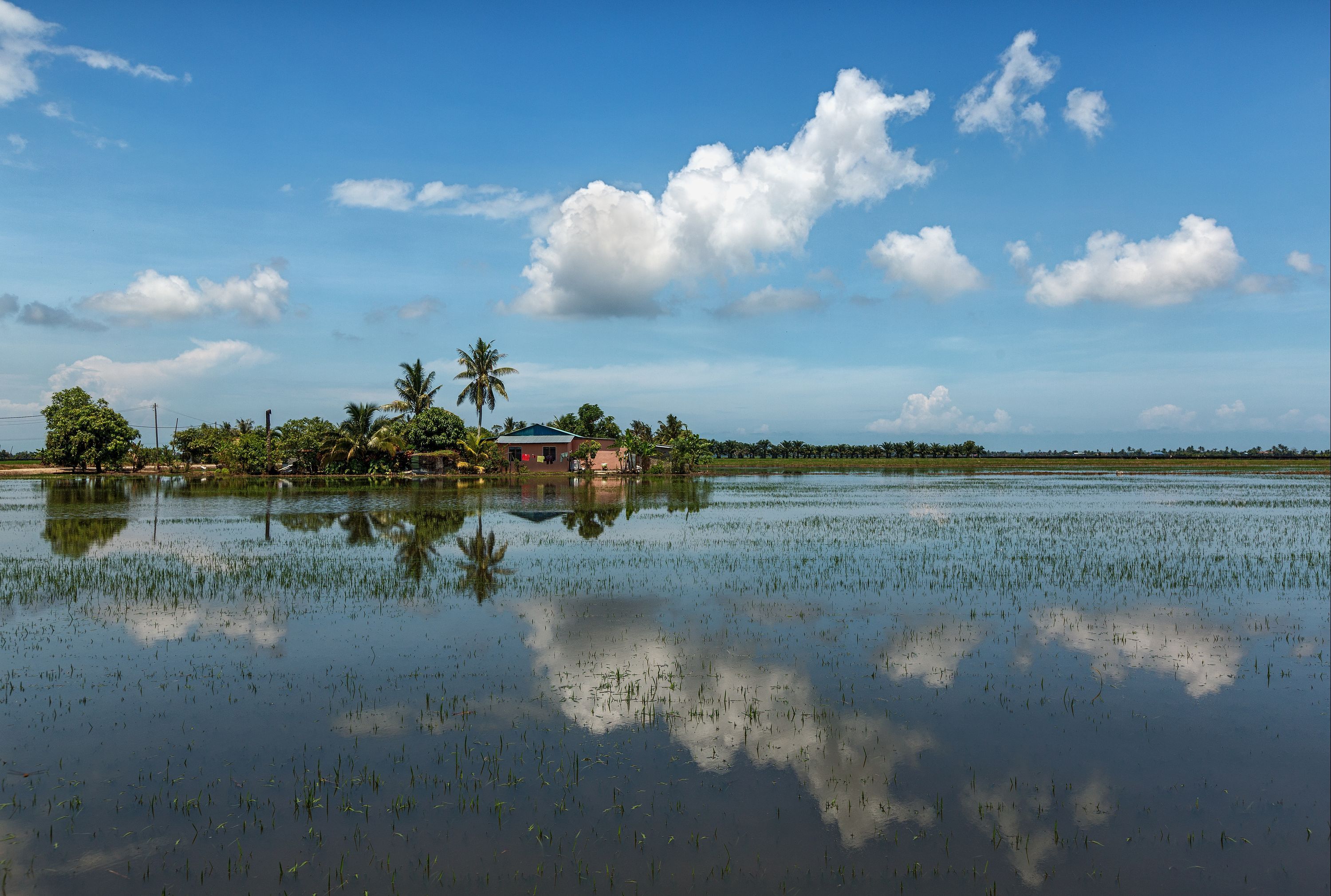 Sekinchan Travel Guide | Sekinchan Tourism - KAYAK