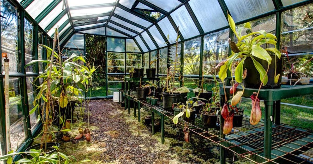 Volcano Big Tree Sanctuary from $538. Volcano Hotel Deals & Reviews - KAYAK